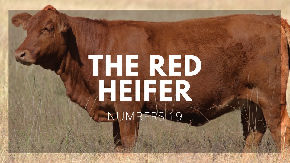 The Red Heifer
