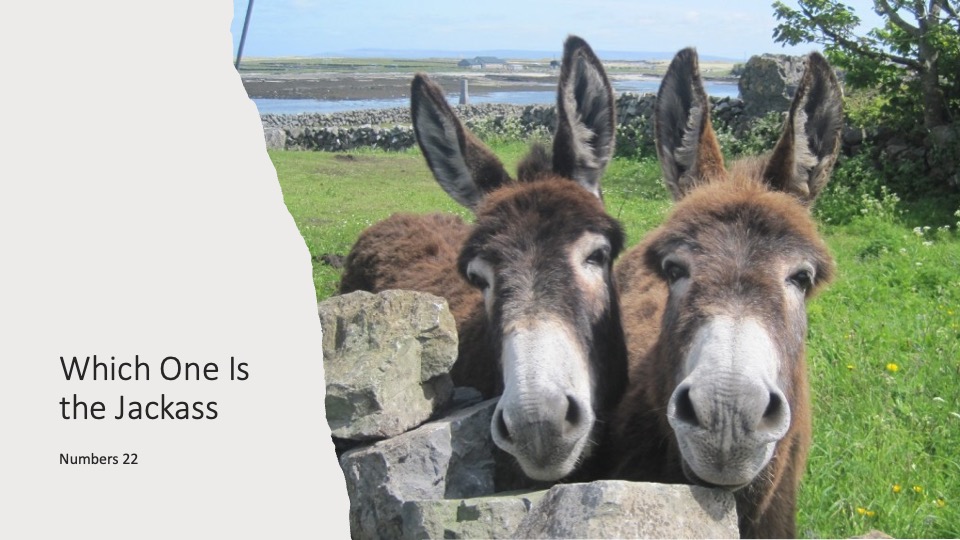 Which One Is The Jackass? | Making A Difference